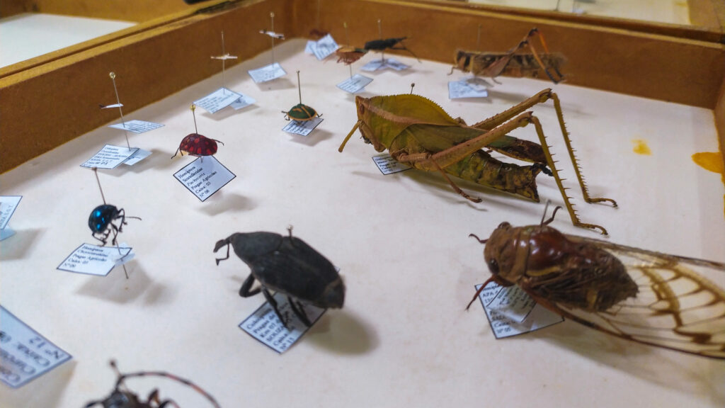 Exposição científica no Bioparque de Macapá apresenta espécies de ...