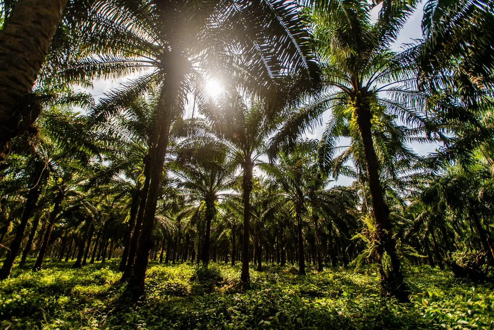 Pequenos agricultores do Pará têm mudança de vida com o cultivo do ...