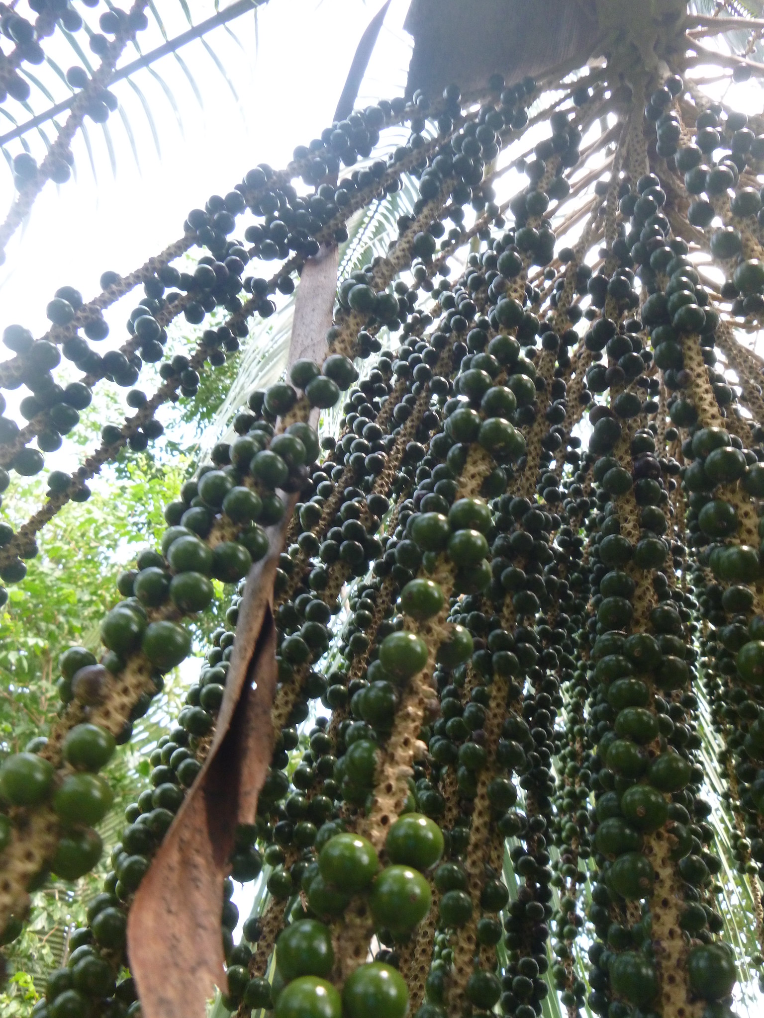 Projetos impulsionam cadeia do açaí e empreendedorismo indígena na ...