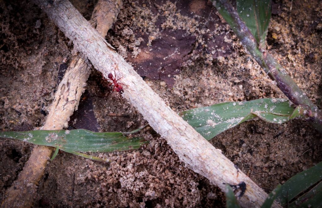 Pesquisa identifica deslocamento das formigas no Arquipélago de ...