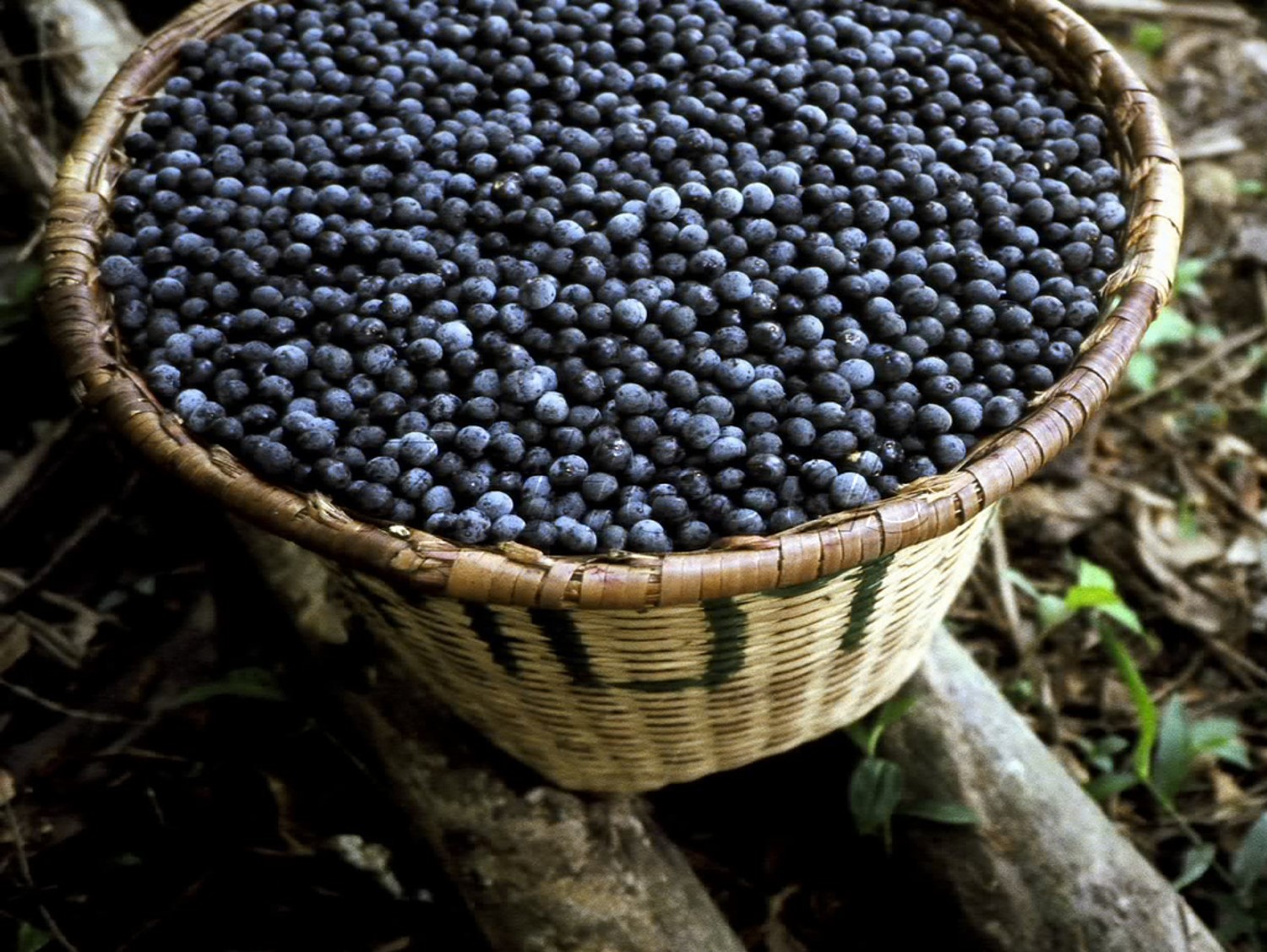 Com incentivos do Idam, produção de açaí cresce 150% no Amazonas ...